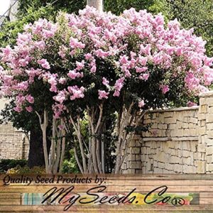 Big Pack - (1,000) Crape Myrtle Mix, Lagerstroemia Indica Tree Seeds - by MySeeds.Co (Big Pack - Crape Myrtle)