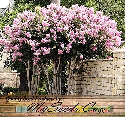 Big Pack - (1,000) Crape Myrtle Mix, Lagerstroemia Indica Tree Seeds - by MySeeds.Co (Big Pack - Crape Myrtle)