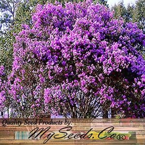 Big Pack - (1,000) Crape Myrtle Mix, Lagerstroemia Indica Tree Seeds - by MySeeds.Co (Big Pack - Crape Myrtle)