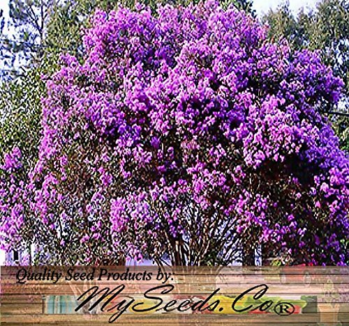 Big Pack - (1,000) Crape Myrtle Mix, Lagerstroemia Indica Tree Seeds - by MySeeds.Co (Big Pack - Crape Myrtle)