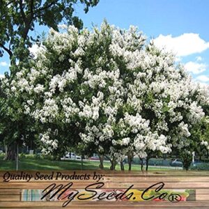 Big Pack - (1,000) Crape Myrtle Mix, Lagerstroemia Indica Tree Seeds - by MySeeds.Co (Big Pack - Crape Myrtle)