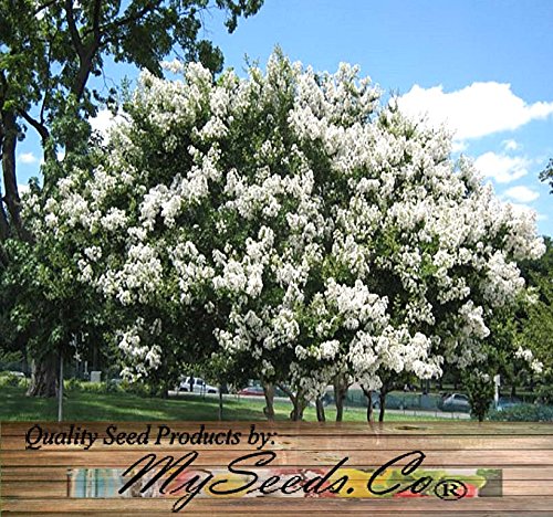 Big Pack - (1,000) Crape Myrtle Mix, Lagerstroemia Indica Tree Seeds - by MySeeds.Co (Big Pack - Crape Myrtle)