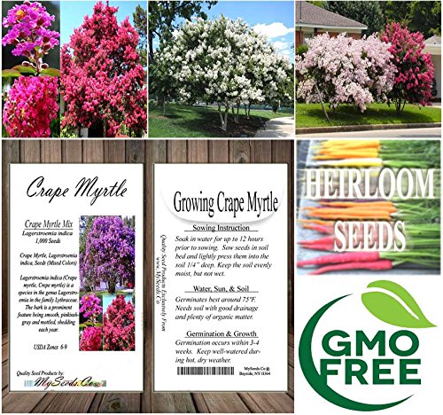 Big Pack - (1,000) Crape Myrtle Mix, Lagerstroemia Indica Tree Seeds - by MySeeds.Co (Big Pack - Crape Myrtle)