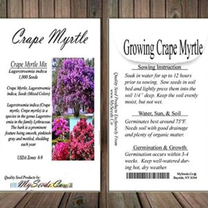 Big Pack - (1,000) Crape Myrtle Mix, Lagerstroemia Indica Tree Seeds - by MySeeds.Co (Big Pack - Crape Myrtle)