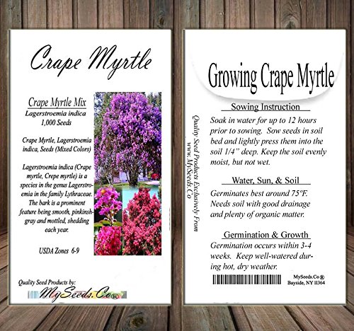 Big Pack - (1,000) Crape Myrtle Mix, Lagerstroemia Indica Tree Seeds - by MySeeds.Co (Big Pack - Crape Myrtle)