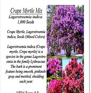 Big Pack - (1,000) Crape Myrtle Mix, Lagerstroemia Indica Tree Seeds - by MySeeds.Co (Big Pack - Crape Myrtle)