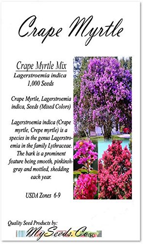 Big Pack - (1,000) Crape Myrtle Mix, Lagerstroemia Indica Tree Seeds - by MySeeds.Co (Big Pack - Crape Myrtle)