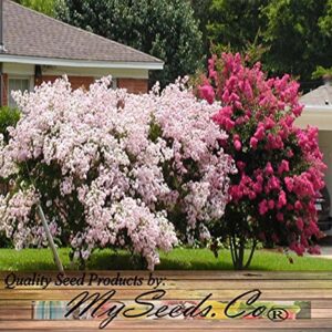 Big Pack - (1,000) Crape Myrtle Mix, Lagerstroemia Indica Tree Seeds - by MySeeds.Co (Big Pack - Crape Myrtle)