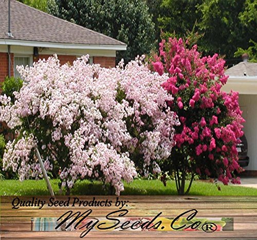 Big Pack - (1,000) Crape Myrtle Mix, Lagerstroemia Indica Tree Seeds - by MySeeds.Co (Big Pack - Crape Myrtle)