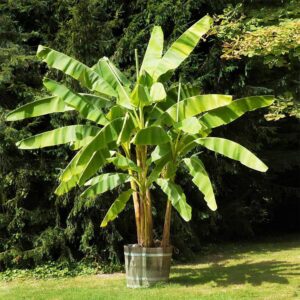 yegaol garden 100pcs dwarf banana seeds tropical fruit perennial organic non-gmo evergreen patio garden plant fruit seeds