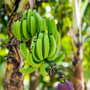 YEGAOL Garden 100Pcs Dwarf Banana Seeds Tropical Fruit Perennial Organic Non-GMO Evergreen Patio Garden Plant Fruit Seeds