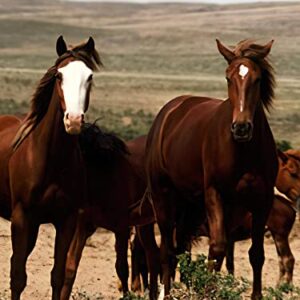 Horses of Suffield