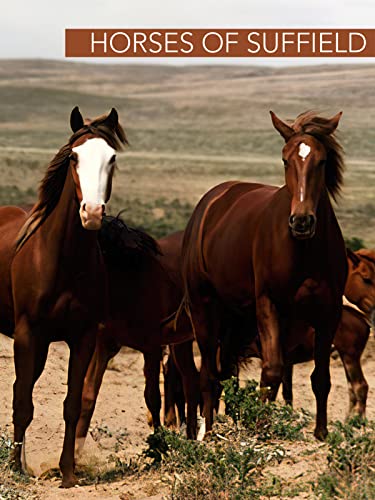 Horses of Suffield