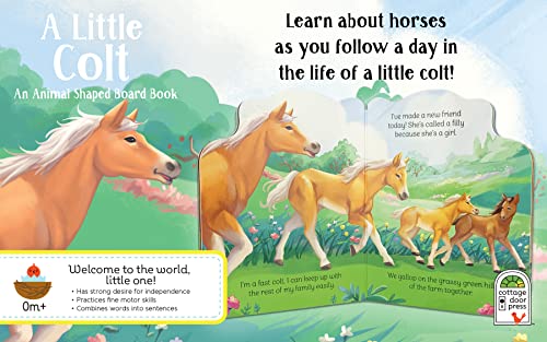 A Little Colt: A Baby Horse Board Book Story