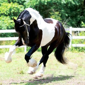 Breyer Horses Traditional Series Battleflield Angel-Ezra HP | Grand Champion in Dressage | Horse Toy Model | 13.5" x 10" | 1:9 Scale | Model #1865