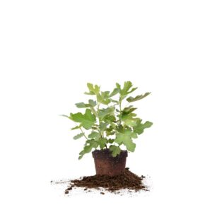 perfect plants chicago hardy fig tree live plant, 3 gallon, includes care guide