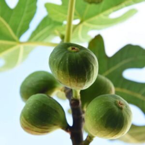 PERFECT PLANTS Chicago Hardy Fig Tree Live Plant, 3 Gallon, Includes Care Guide