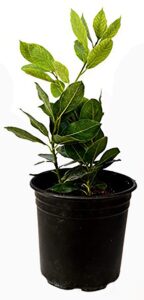 9greenbox - bay laurel plant one gallon live plant ornament decor for home, kitchen, office, table, desk - attracts zen, luck, good fortune - non-gmo, grown in the usa