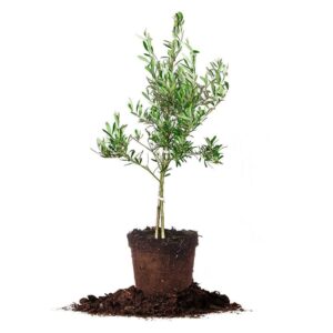 arbequina olive tree - live plant, includes special blend plants food & planting guide (2-3ft)