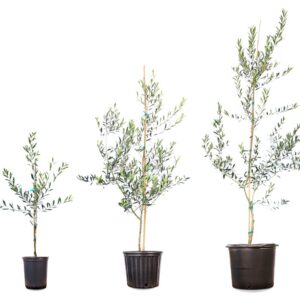 Arbequina Olive Tree - Live Plant, Includes Special Blend Plants Food & Planting Guide (2-3FT)