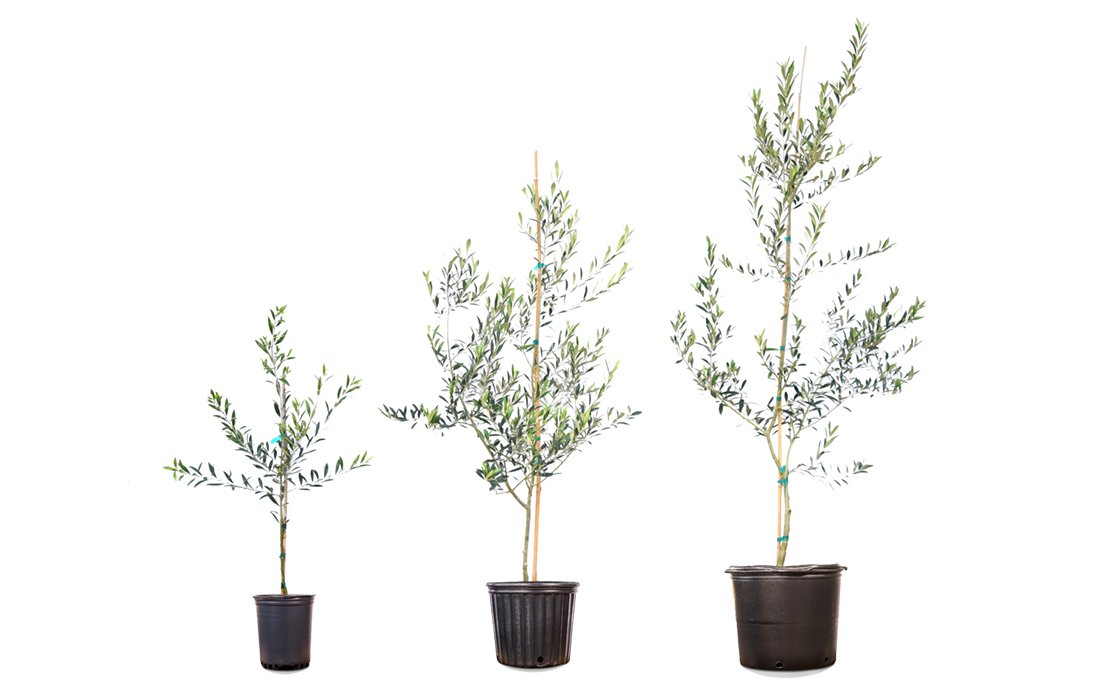 Arbequina Olive Tree - Live Plant, Includes Special Blend Plants Food & Planting Guide (2-3FT)