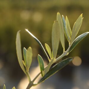 Arbequina Olive Tree - Live Plant, Includes Special Blend Plants Food & Planting Guide (2-3FT)