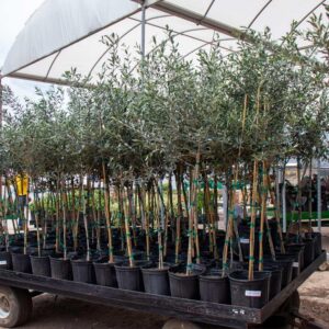 Brighter Blooms - Arbequina Olive Tree, 3-4 ft. - No Shipping to AZ