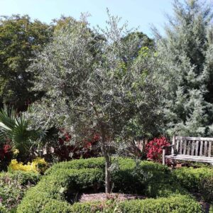 Brighter Blooms - Arbequina Olive Tree, 3-4 ft. - No Shipping to AZ