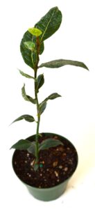 9greenbox - bay laurel herb - 4" pot live plant ornament decor for home, kitchen, office, table, desk - attracts zen, luck, good fortune - non-gmo, grown in the usa