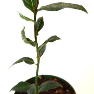 9GreenBox - Bay Laurel Herb - 4" Pot Live Plant Ornament Decor for Home, Kitchen, Office, Table, Desk - Attracts Zen, Luck, Good Fortune - Non-GMO, Grown in The USA