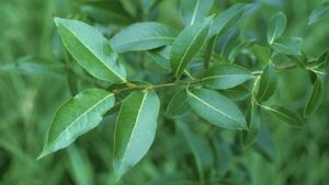 2 bay leaf willow tree cuttings - grow rare bay leaf willow