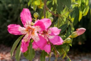 silk-floss tree seeds for planting (10 seeds) - chorisia speciosa