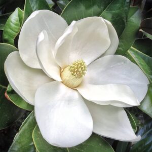 qauzuy garden 10 premium southern magnolia grandiflora (big laurel) bull bay seeds for planting | fragrant perennial evergreen tree attract pollinators striking accent privacy screen