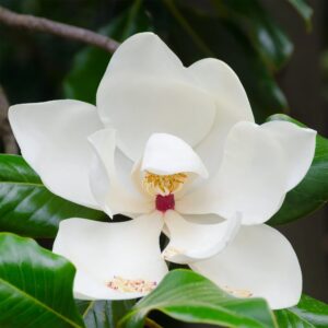 qauzuy garden 5 southern magnolia (magnolia grandiflora) bull bay seeds | non-gmo heirloom seed & attract pollinators | striking perennial garden container bonsai tree shrub plant