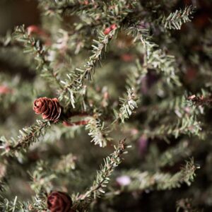 Vickerman 1.5 foot tall Caramel Pine Artificial Christmas Tree Unlit, Seasonal Indoor Home Decor with Decorative Burlap Base - Featuring Decorative Pine Cones