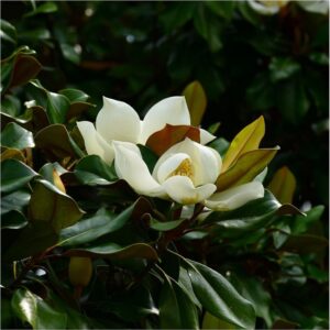 chuxay garden 10 seeds magnolia grandiflora seed,southern magnolia,evergreen magnolia, loblolly magnolia,big laurel, bull bay hardy evergreen tree excellent addition to garden