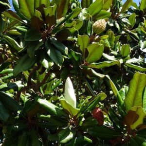 CHUXAY GARDEN 10 Seeds Magnolia Grandiflora Seed,Southern Magnolia,Evergreen Magnolia, Loblolly Magnolia,Big Laurel, Bull Bay Hardy Evergreen Tree Excellent Addition to Garden