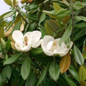 CHUXAY GARDEN 10 Seeds Magnolia Grandiflora Seed,Southern Magnolia,Evergreen Magnolia, Loblolly Magnolia,Big Laurel, Bull Bay Hardy Evergreen Tree Excellent Addition to Garden