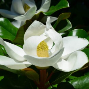 CHUXAY GARDEN 10 Seeds Magnolia Grandiflora Seed,Southern Magnolia,Evergreen Magnolia, Loblolly Magnolia,Big Laurel, Bull Bay Hardy Evergreen Tree Excellent Addition to Garden