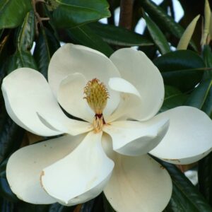 CHUXAY GARDEN 10 Seeds Magnolia Grandiflora Seed,Southern Magnolia,Evergreen Magnolia, Loblolly Magnolia,Big Laurel, Bull Bay Hardy Evergreen Tree Excellent Addition to Garden