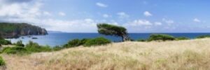 posterazzi bended trees bay of buggerru iglesiente sardinia italy poster print, (18 x 6)