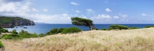 Posterazzi Bended trees Bay Of Buggerru Iglesiente Sardinia Italy Poster Print, (18 x 6)