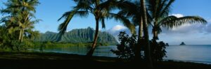 posterazzi palm trees on the waterfront kaneohe bay oahu hawaii usa poster print, (27 x 9)