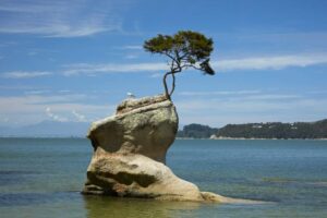 posterazzi pddau03dwa0143 tree on rock, tinline bay, abel tasman national park, nelson region, south island, new zealand photo print, 18 x 24, multi