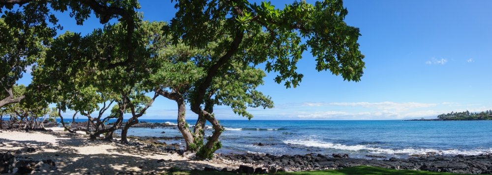 Posterazzi Tree heliotrope on beach Kukio Bay Kailua Kona Hawaii USA Poster Print, (7 x 18)