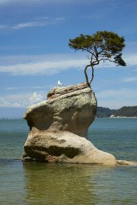 posterazzi pddau03dwa0144large tree on rock, tinline bay, abel tasman national park, nelson region, south island, new zealand photo print, 24 x 36, multi