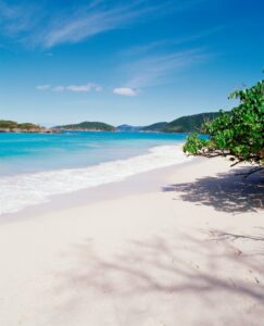 posterazzi us virgin islands st. john cinnamon bay trees at the north shore poster print, (29 x 36)