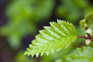 posterazzi close up of a young alder tree leaf shoup bay state marine park prince william sound southcentral alaska summer poster print, (18 x 12)