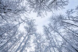 posterazzi dpi12555084 snow-covered leafless trees in winter with blue sky peeking through clouds thunder bay, ontario, canada photo print, 19 x 12, multi