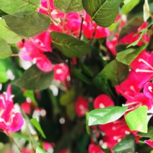 Pair AMERIQUE Gorgeous 5 Feet Blooming Artificial Bougainvillea Tree with Flowers & Real Wood Trunks, with Nursery Pots, Feel Real Technology Red and Green